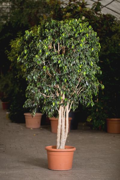 Mietpflanzen Shop - Blumenland Schweiz