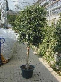 Mietpflanzen Shop - Blumenland Schweiz