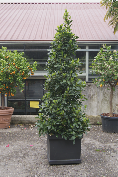 Plant Catalogue - Blumenland Schweiz